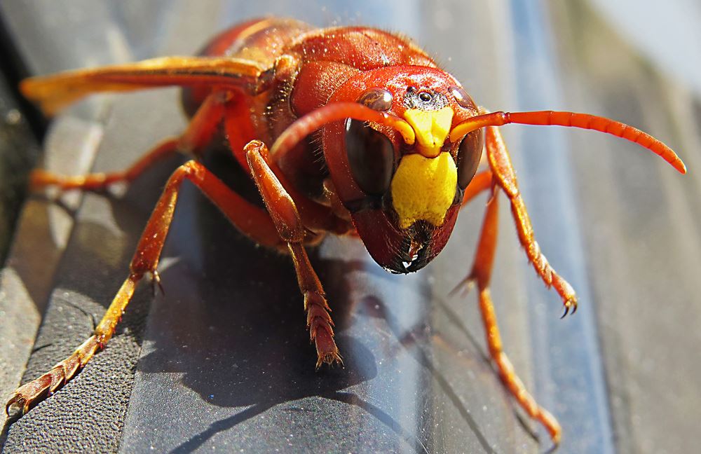 What We Know about Murder Hornets | Green Wing Services